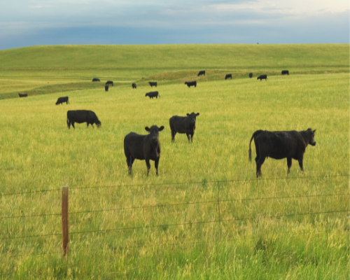 Grass Fed livestock supply chain | Breedr