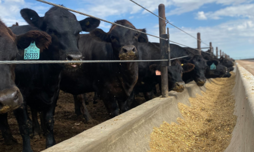 Breedr's Revolutionary App Enhances Supply Chains, Breed Societies, and ...