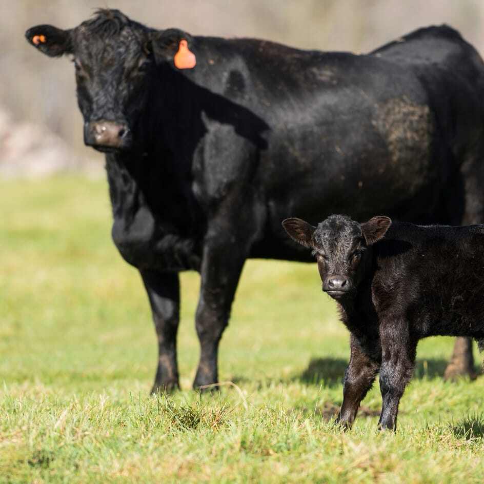 Seedstock Cattle Management | Livestock Breeding Software | Breedr