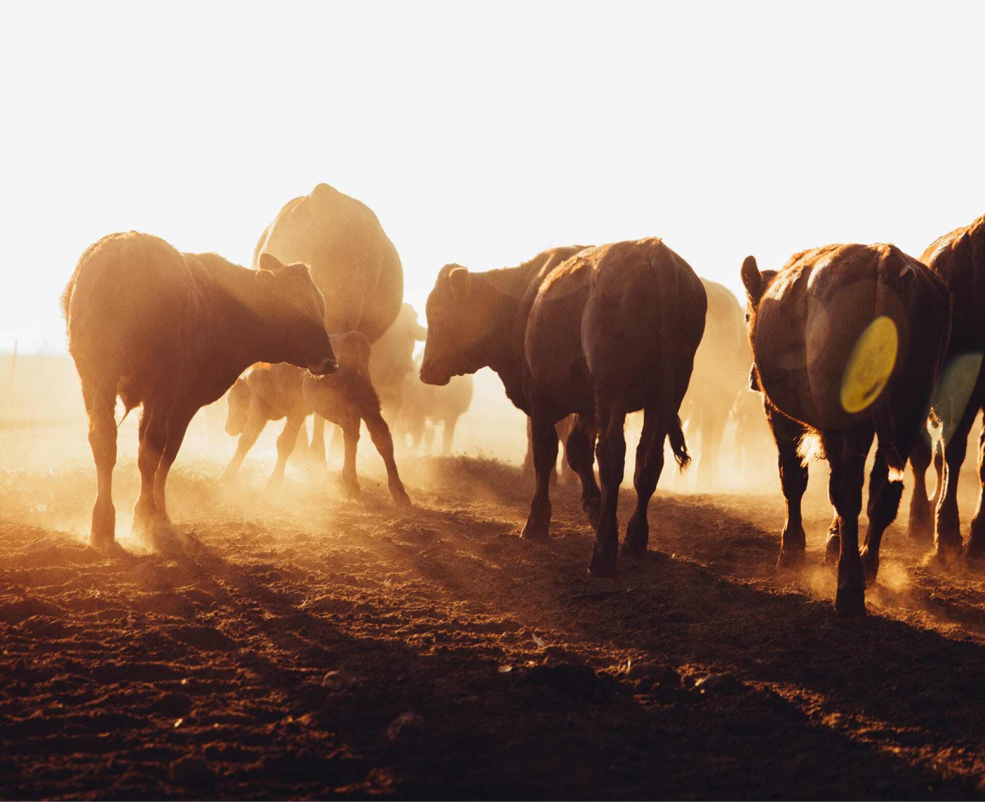 Breedr | Cattle Management Software