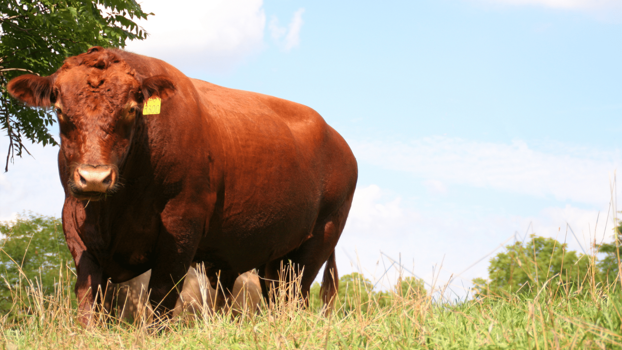 The Complete Guide to Preparing for Service - Breedr