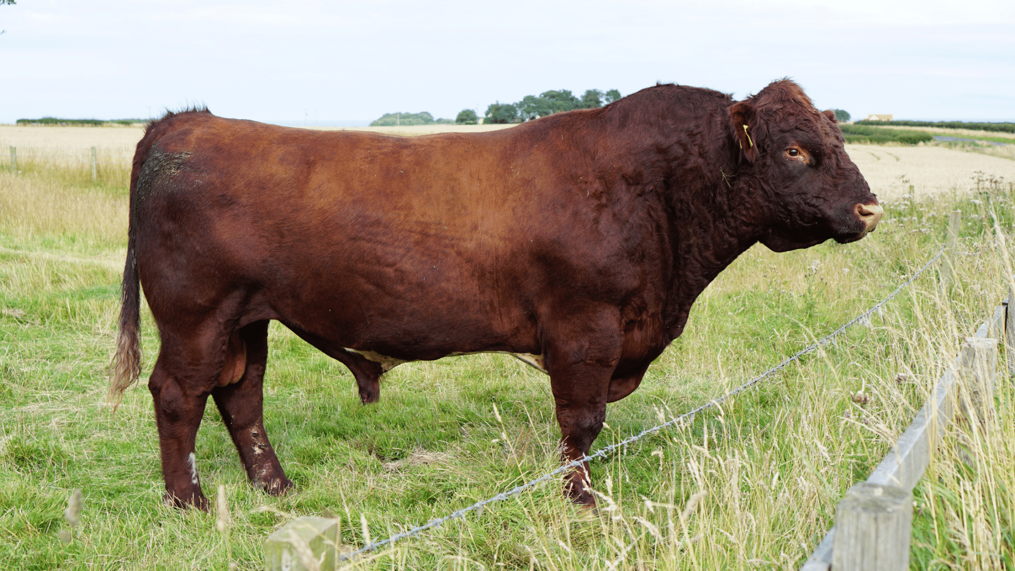 The Complete Guide to Preparing for Service - Breedr