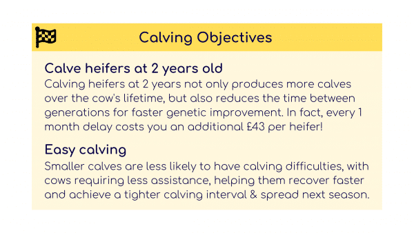 Complete Guide to Preparing for Calving - Breedr